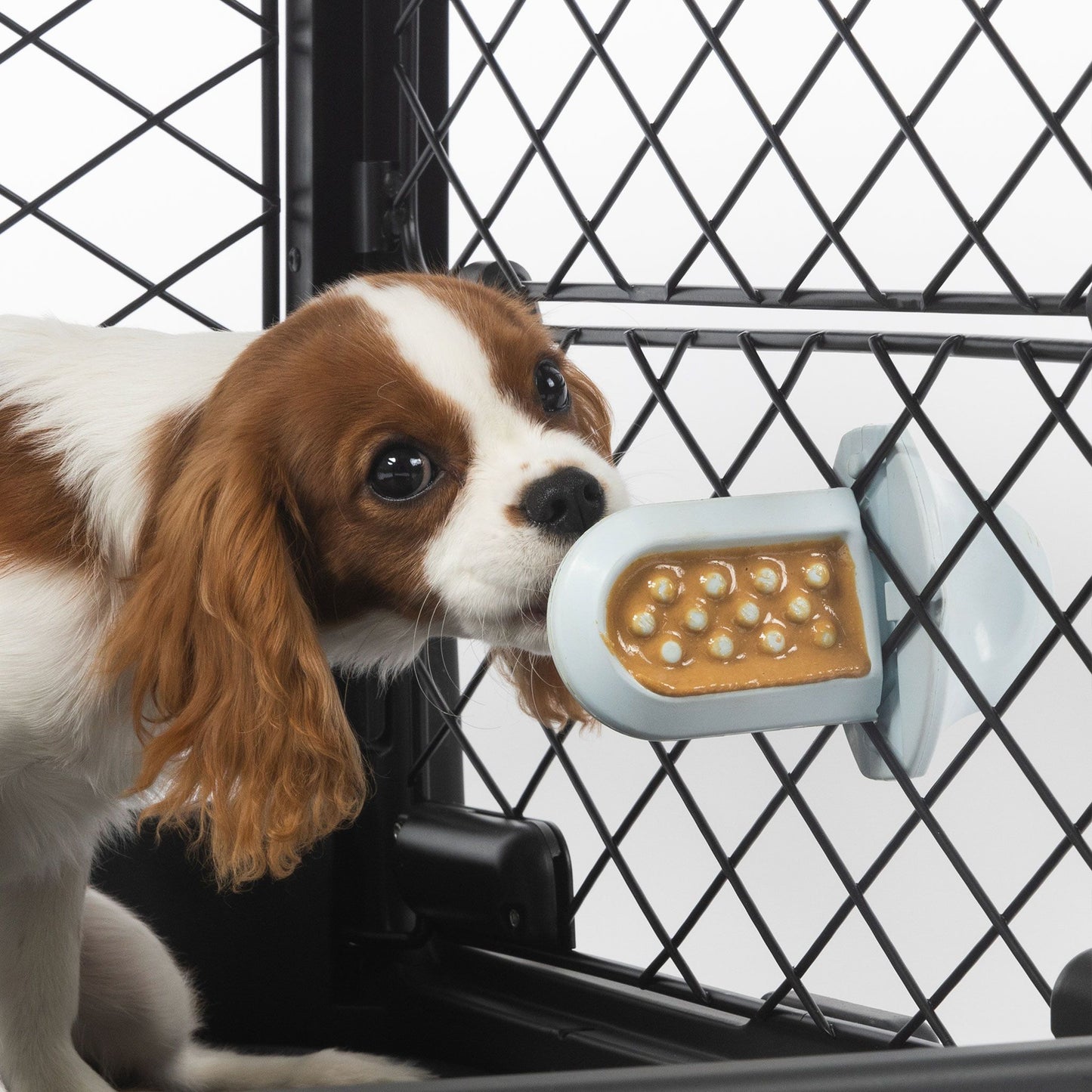 Groov - Dog Training Aid | Diggs®