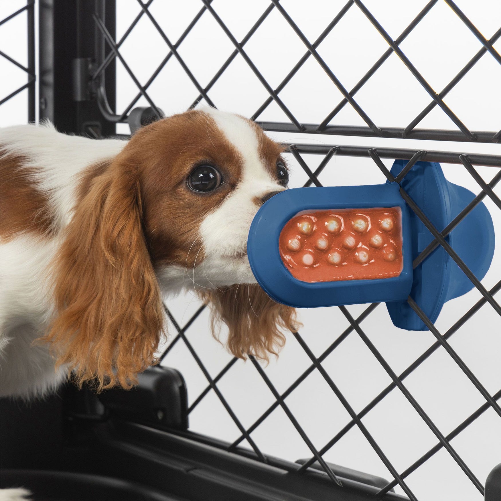 Groov - Dog Training Aid | Diggs®
