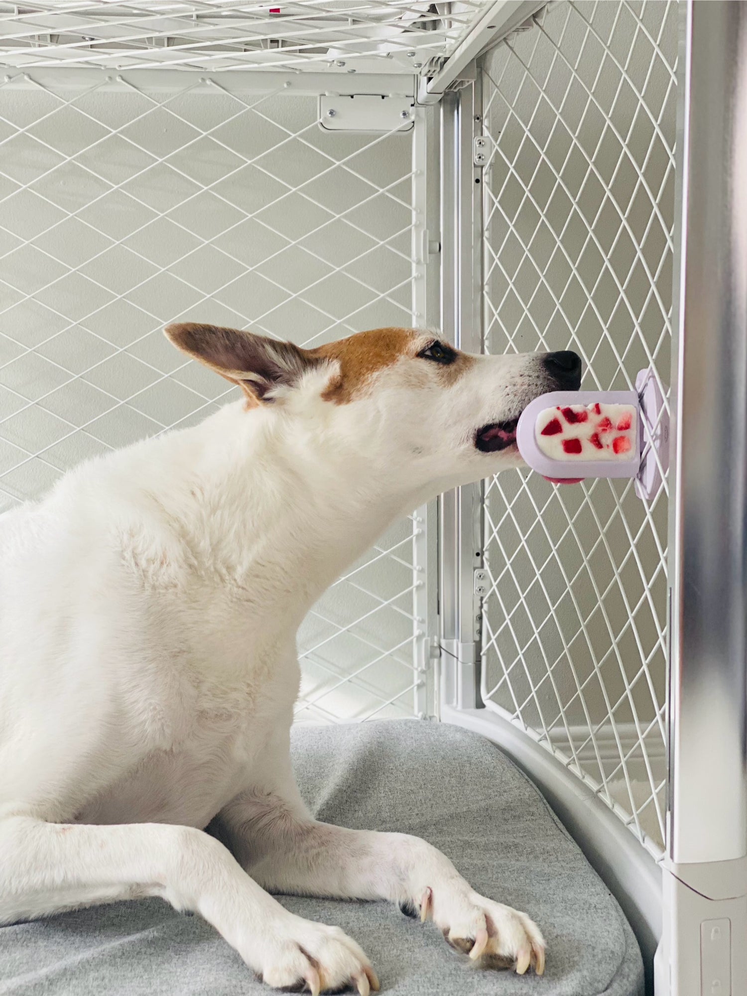 Diggs® | Designed for dogs, made for homes like yours.